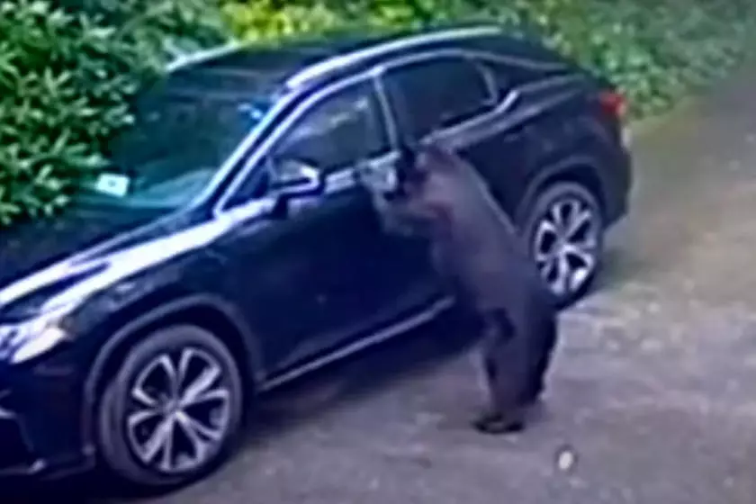 Se A Bear Try To Boost A Lexus Crossover 18265_5