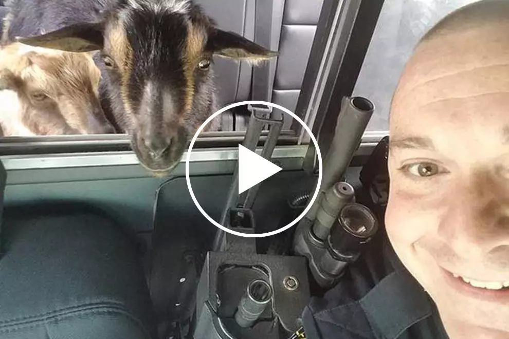 Begini Perkara Yang Berlaku Apabila 2 Ekor Kambing Yang Hilang Dibawa Pulang Dengan Kereta Polis