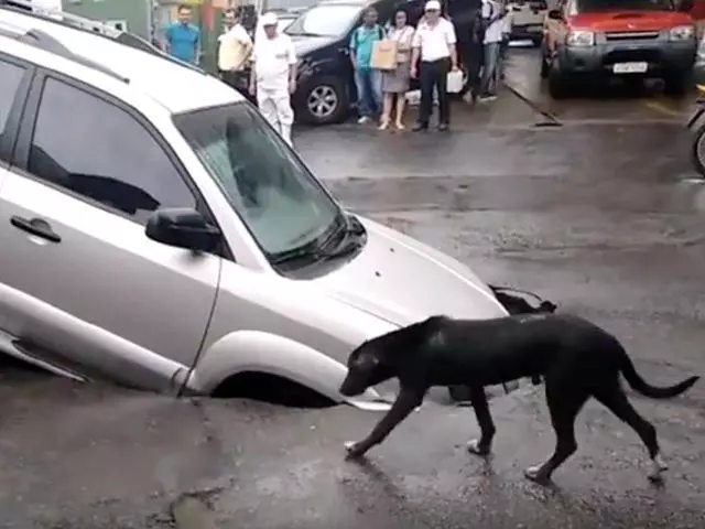 Anjing Leutik Nimbulkeun Lubang Badag Pikeun Ngelek SUV 2974_1