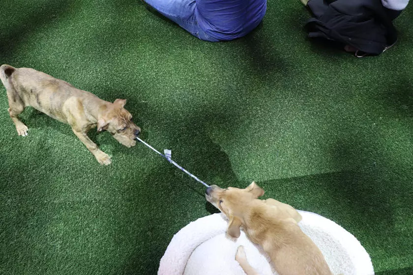 Subaru apporte des classiques et des chiots au salon de l'auto de Chicago 39973_10