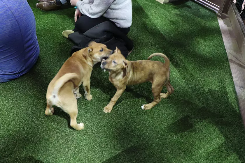 Subaru apporte des classiques et des chiots au salon de l'auto de Chicago 39973_9