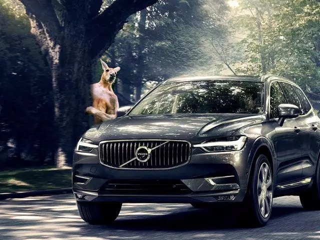 Самоуправляващите се автомобили на Volvo не могат да открият кенгурута 80485_1